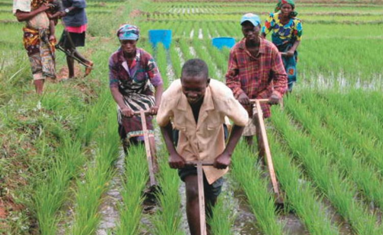 Financial Opportunities in Agriculture in Developing Countries – Cle Wiston